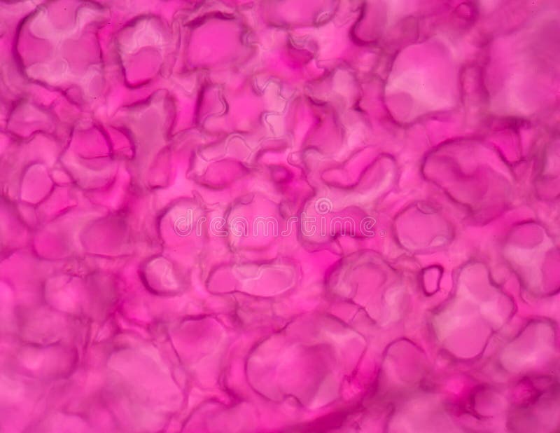 Estomas na folha da planta imagem de stock. Imagem de vida - 58212987