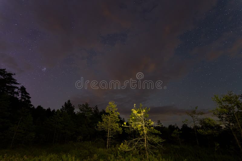 Estonian Bog at Night: Illuminated Pines Under a Starry Sky with ...