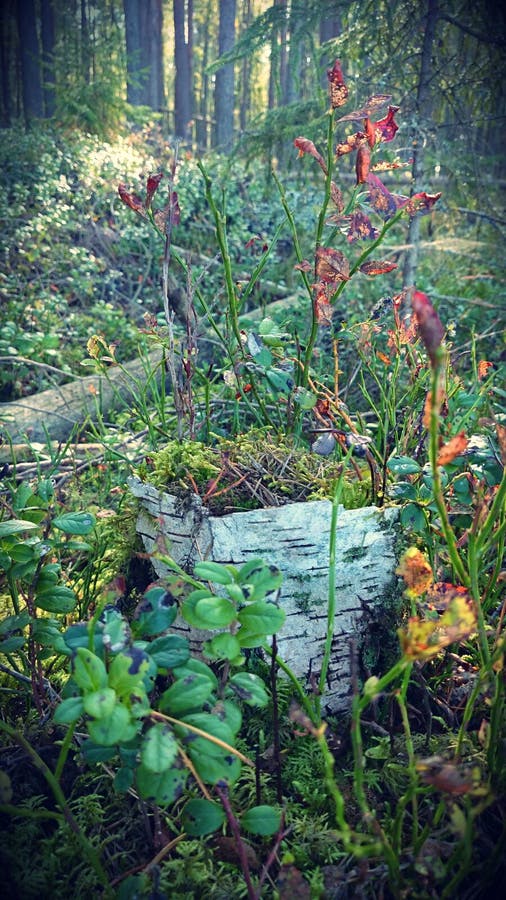 Estonian nature stock photo. Image of nature, estonian - 74586942