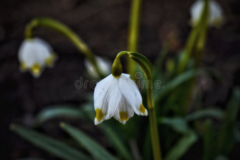 Estonian Spring stock image. Image of flower, summer - 89504919