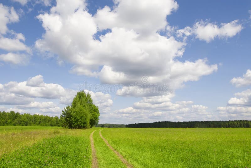 Estrada Rural Na Grama Verde Do Campo Foto de Stock - Imagem de ...