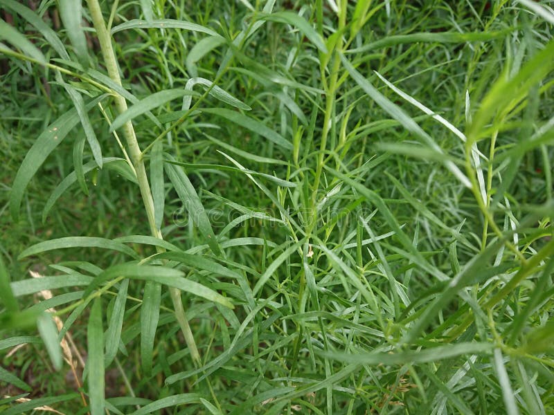 Purpurrote Blume Des Estragonkräutergartens Blüte Auf Dem Hintergrund ...