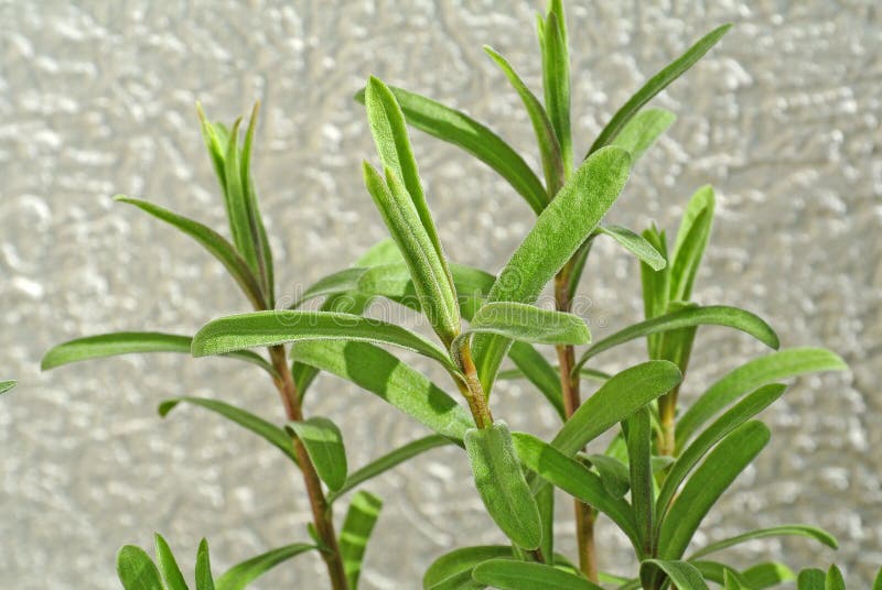 Estragon stockfoto. Bild von nahaufnahme, gesund, nave - 38667356