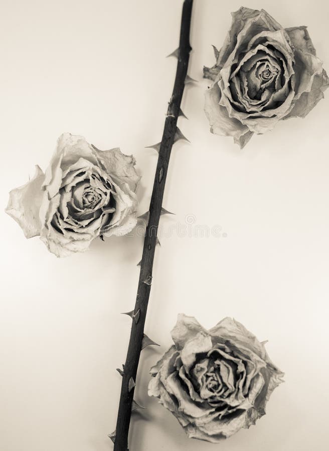 Rosa Con Un Gambo Delle Spine E Di Una Foglia Verde Immagine Stock ...