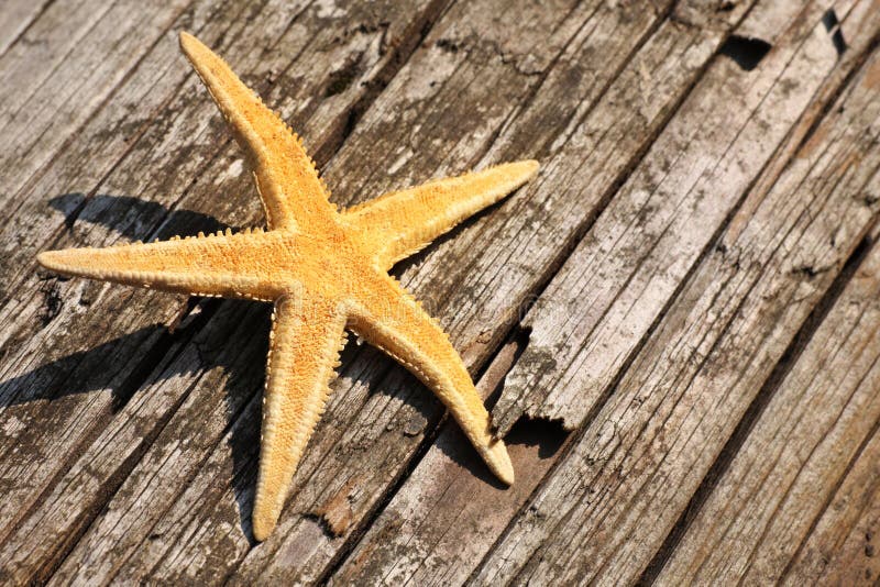 Silhueta Dos Peixes Da Estrela Imagem de Stock - Imagem de animal ...