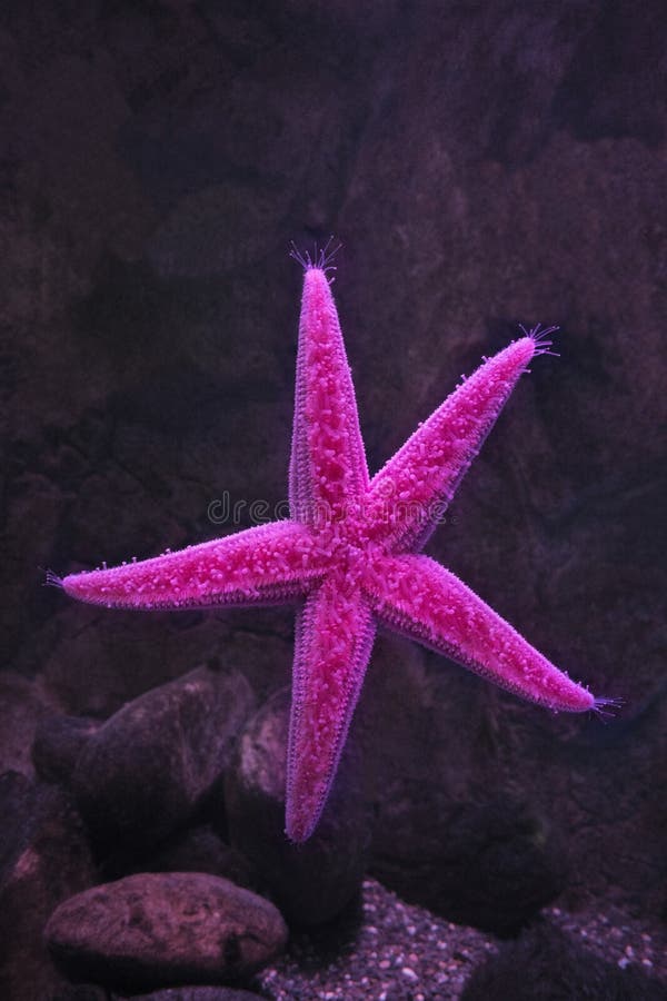 Estrela do mar cor-de-rosa imagem de stock. Imagem de estrela - 29404469