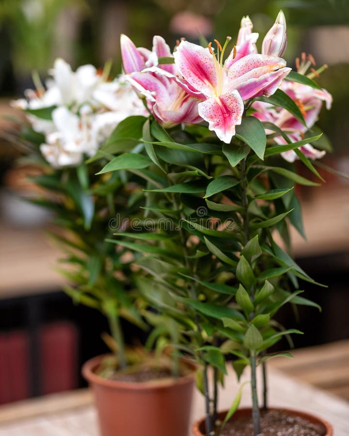 Planta De Flores De Lirio Morado Imagen de archivo - Imagen de ...