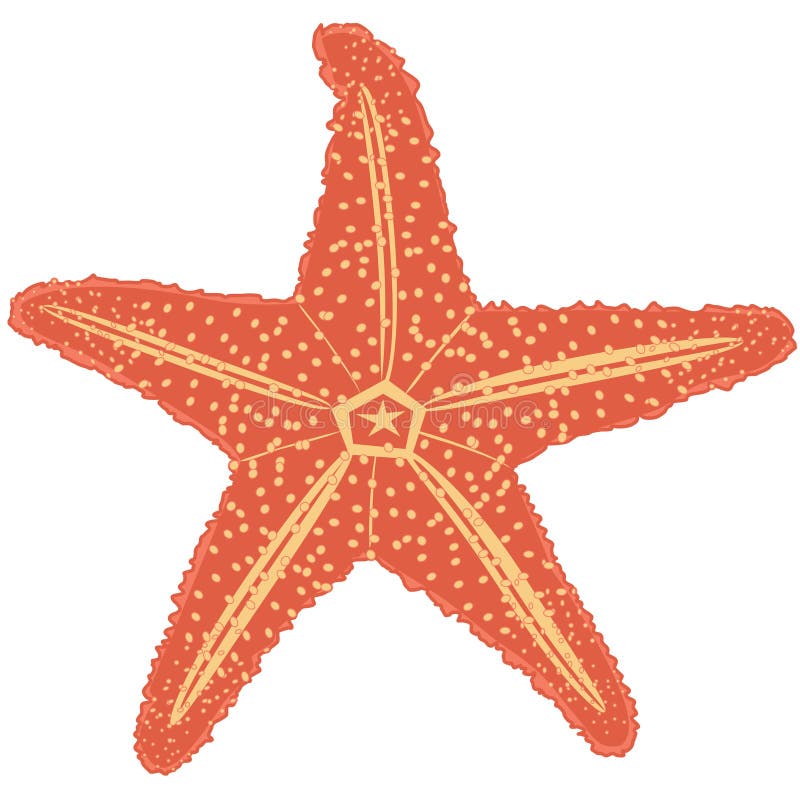 Estrella De Mar Vector En Naranja Sobre Un Blanco Stock de ilustración ...