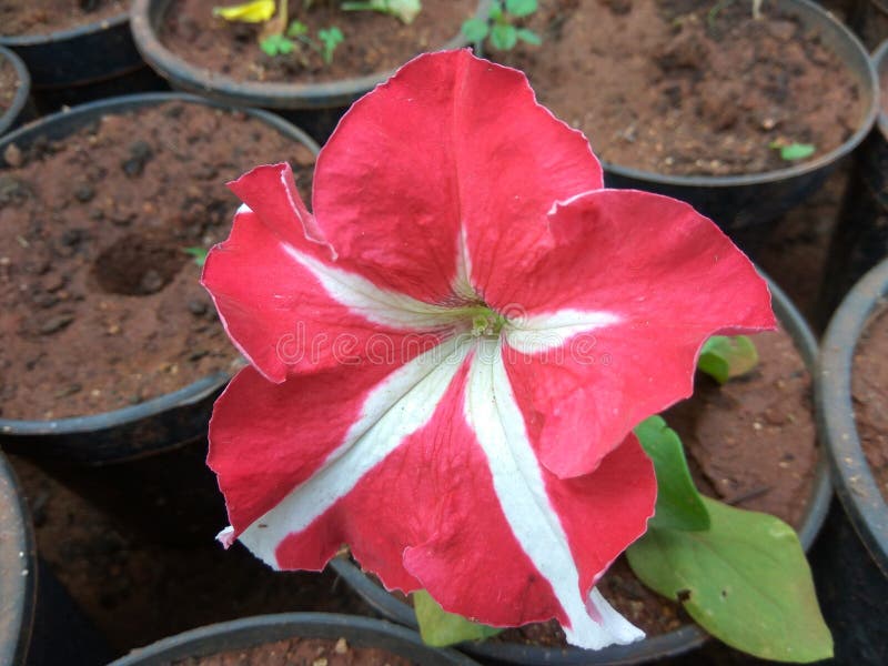 Estrella Grandiflora De La Petunia Ultra Foto de archivo - Imagen de ...