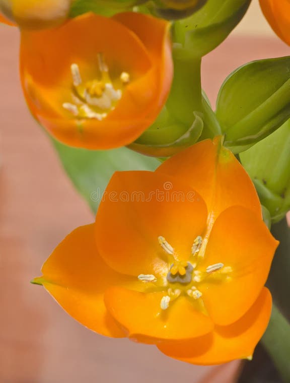 Estrella Llamada Flor De Belén Foto de archivo - Imagen de flor, color ...