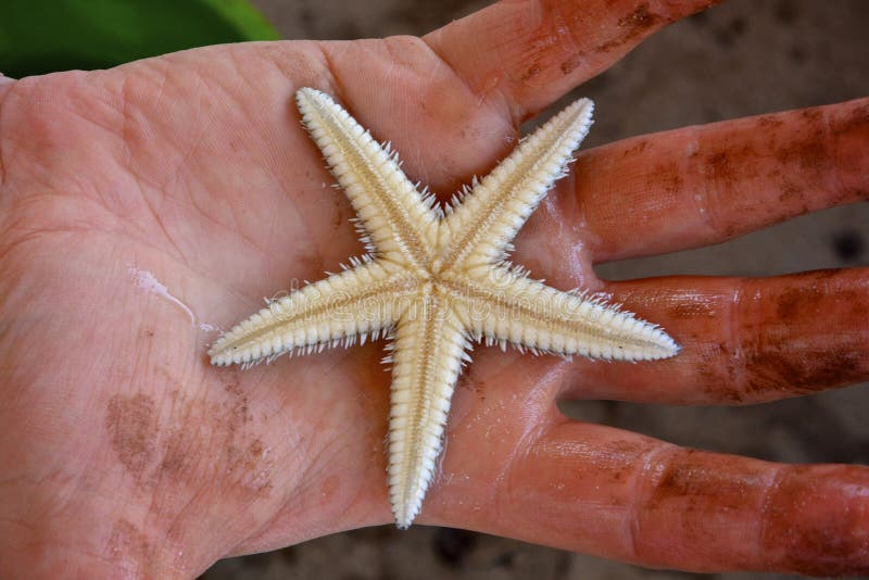 Estrellas de mar del bebé foto de archivo. Imagen de cuadro - 70716812