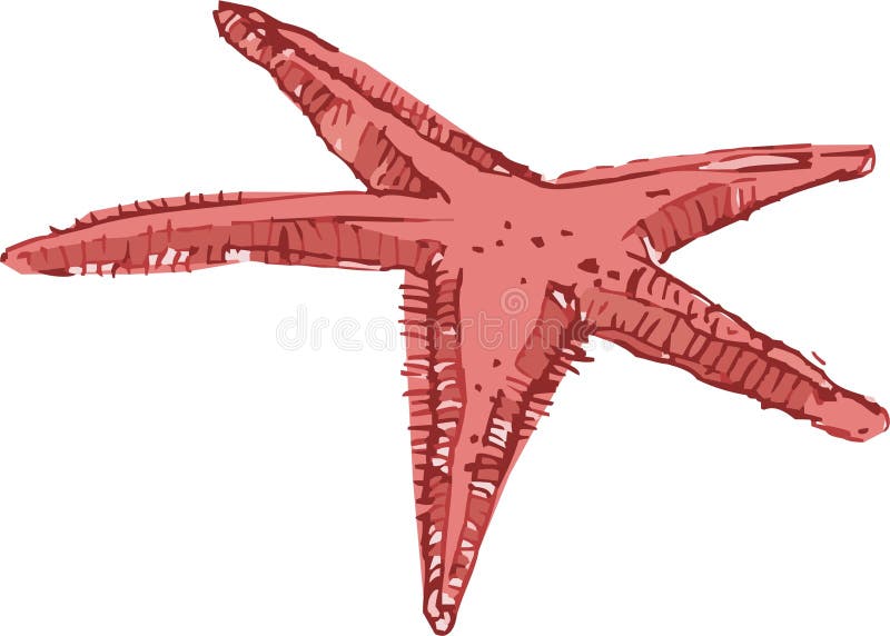 Estrellas De Mar Del Vector Ilustración del Vector - Ilustración de ...