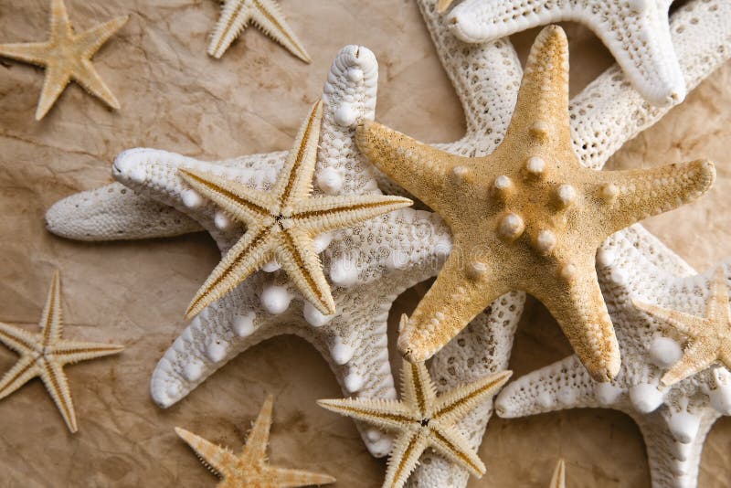 Estrellas De Mar Sobre Papel Antiguo Imagen de archivo - Imagen de ...