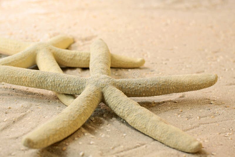 Estrellas De Mar En La Arena Imagen de archivo - Imagen de playa ...