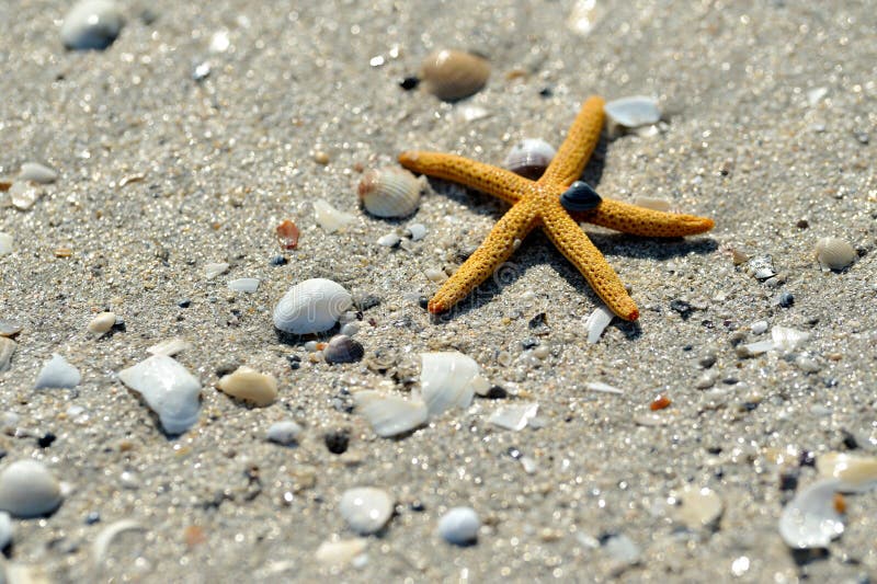Estrellas De Mar En La Arena Mojada Foto de archivo - Imagen de color ...