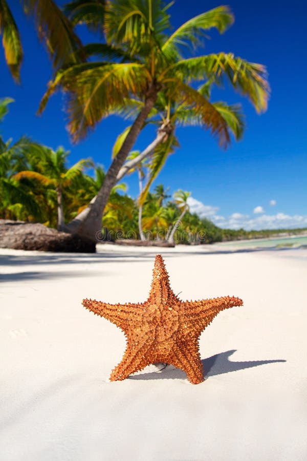 Estrellas De Mar En La Arena Blanca Foto de archivo - Imagen de orilla ...