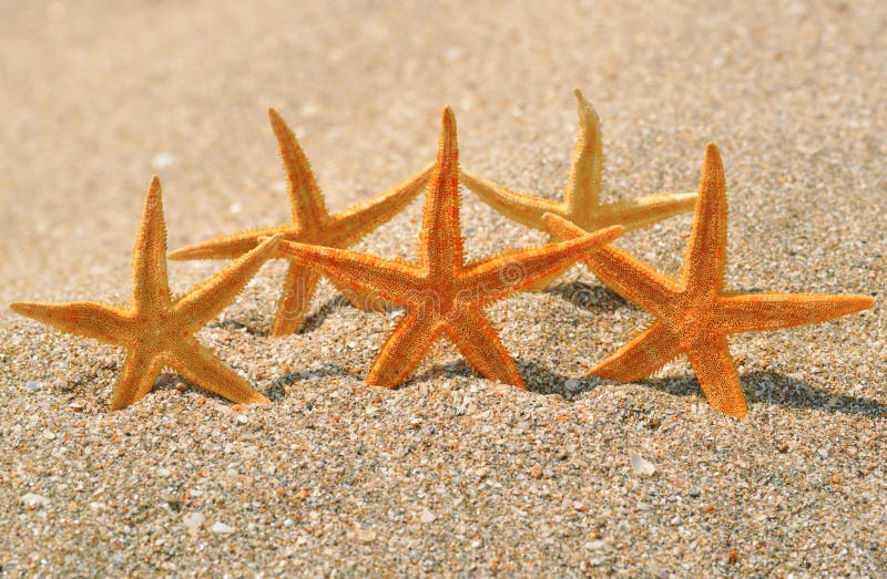 Estrellas De Mar En La Arena De La Playa Imagen de archivo - Imagen de ...