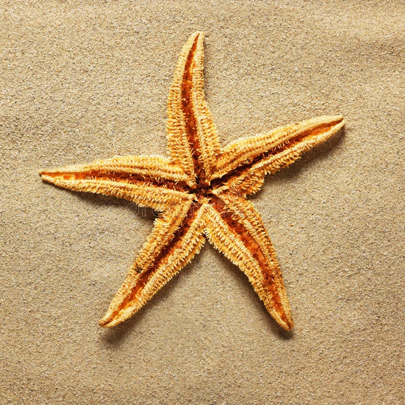Estrellas De Mar En La Arena De La Playa Foto de archivo - Imagen de ...