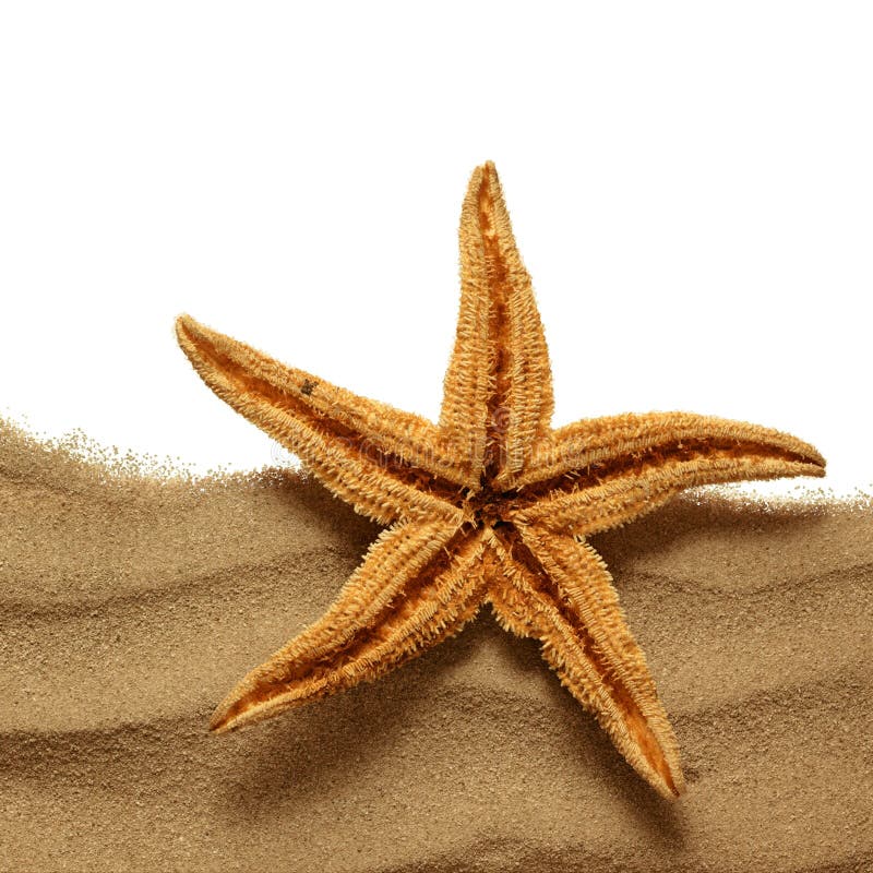 Estrellas De Mar En La Arena De La Playa Imagen de archivo - Imagen de ...