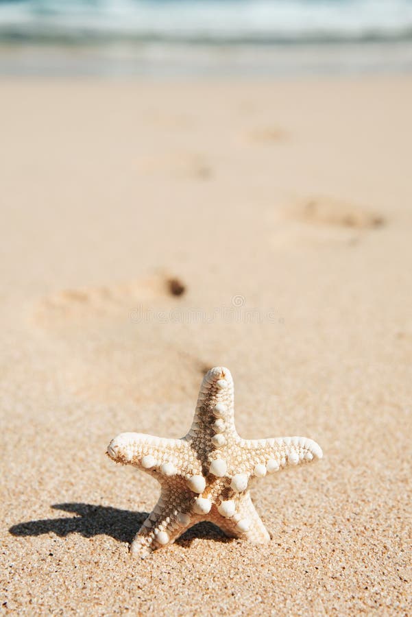 Estrellas De Mar En La Arena De Una Playa Foto de archivo - Imagen de ...