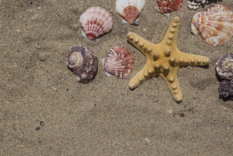 Estrellas De Mar, Perlas, Y Conchas Marinas Que Sorprenden Foto de ...