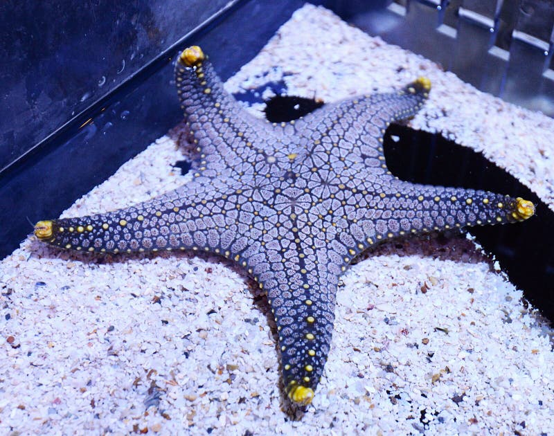 Estrellas de mar reales imagen de archivo. Imagen de verano - 67199723