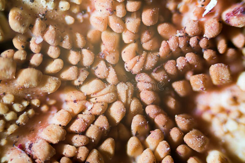 Estrellas De Mar Rojas Debajo Del Microscopio Foto de archivo - Imagen ...