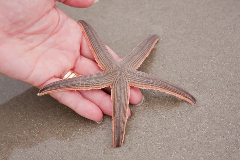 Estrellas de mar vivas imagen de archivo. Imagen de estrella - 20368525