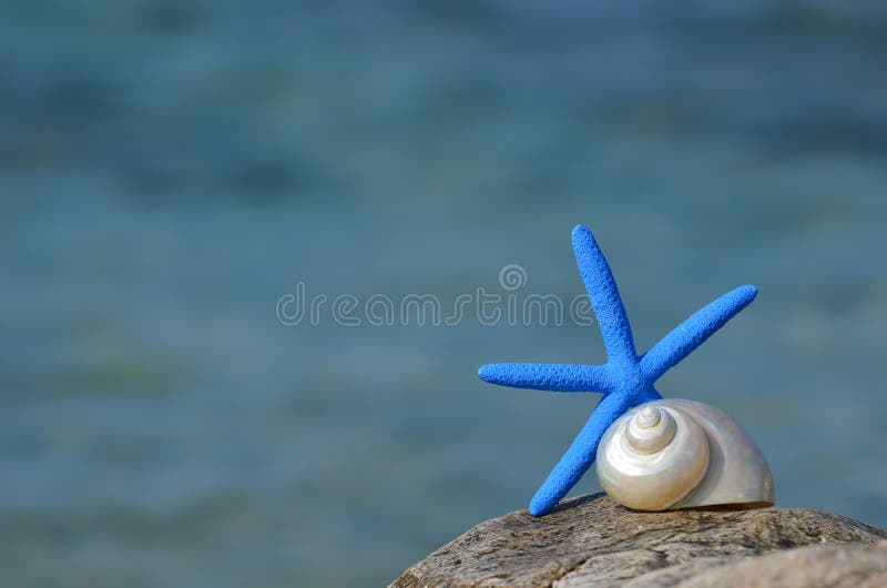 Estrellas De Mar Y Caracol Azules Foto de archivo - Imagen de exterior ...