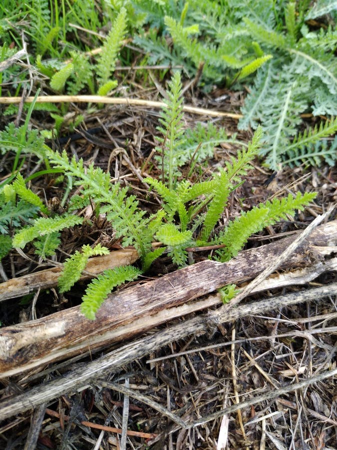 Estrellas grises foto de archivo. Imagen de parque, mejor - 161109474
