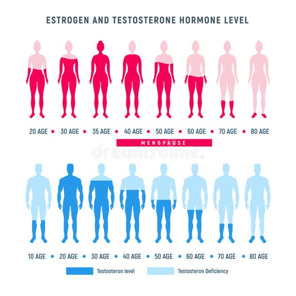 Estrogen And Testosterone Hormone Levels By Age Diagram Showing Estrogen And Testosterone