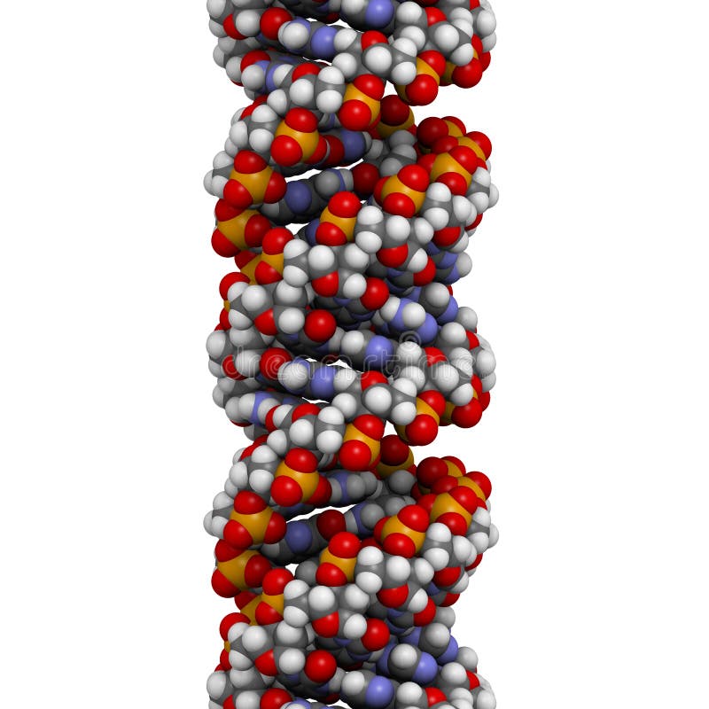 Estructura De La DNA (conformación De a-DNA) Stock de ilustración ...