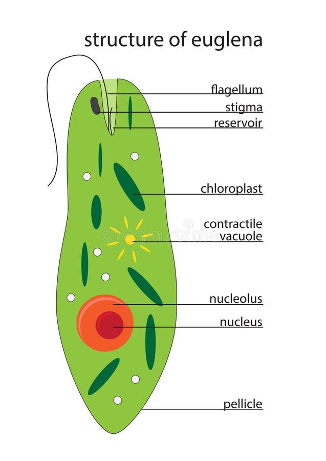 Microscopiodecelulaseuglena