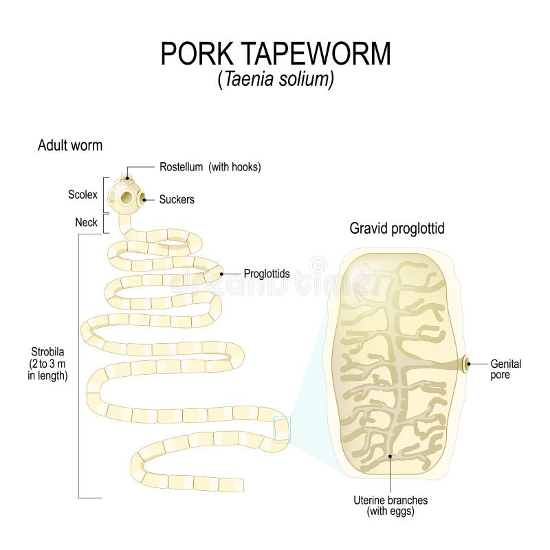 Estructura De La Tenia Solium Ilustración del Vector - Ilustración de ...