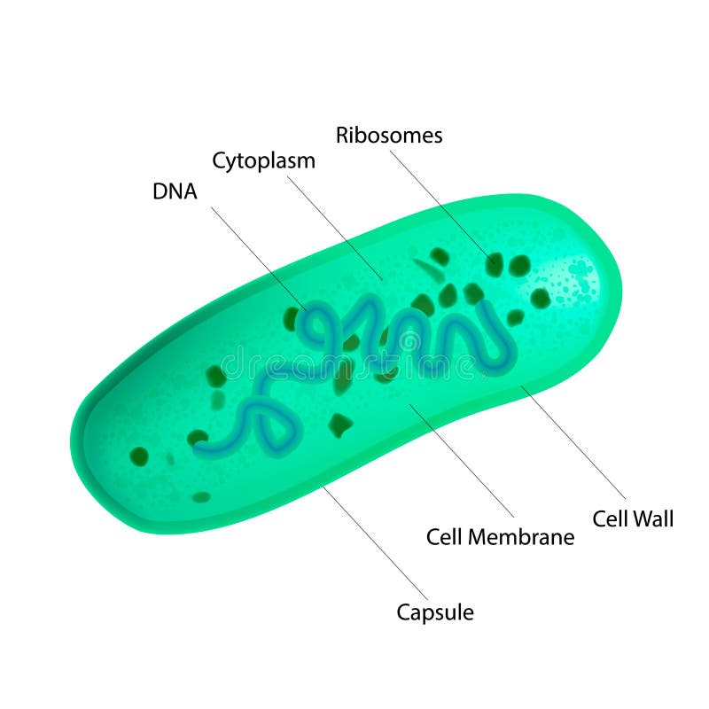 Estructura De Las Bacterias Del Lactobacilo Ilustración del Vector ...
