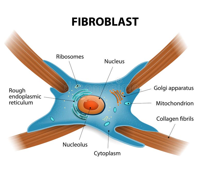 Estructura De Las Células Del Fibroblasto Ilustración del Vector ...