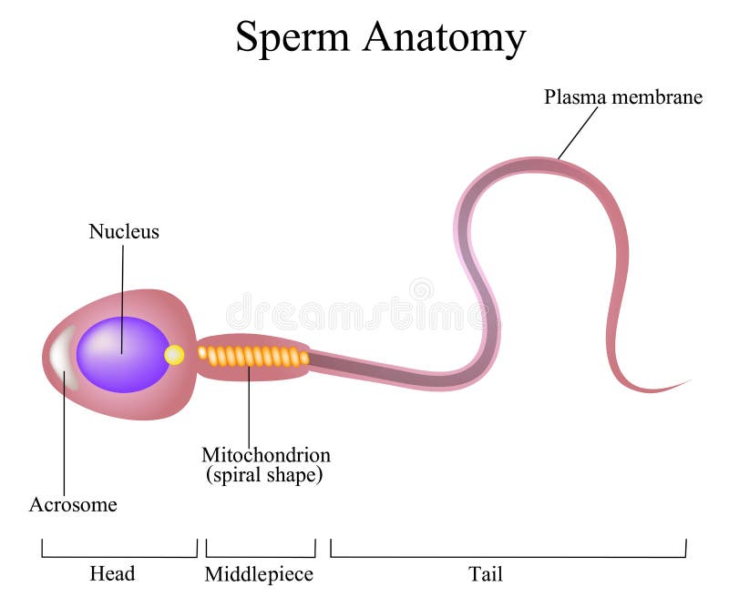 Estructura Del Huevo Y De La Esperma Ilustración del Vector ...