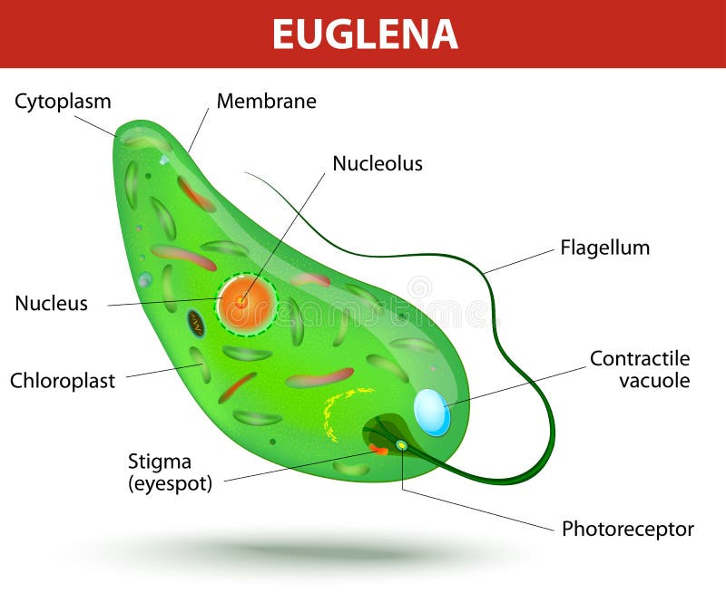 Diagrama De Euglena Citoplasma