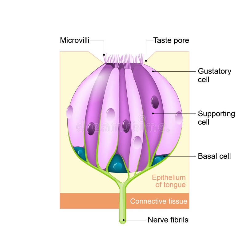 Papila Gustativa Con Las Células Del Receptor Tipos De Receptores Del ...
