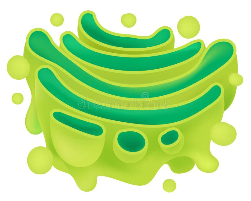 Estructura Del Aparato De Golgi Ilustración del Vector - Ilustración de ...