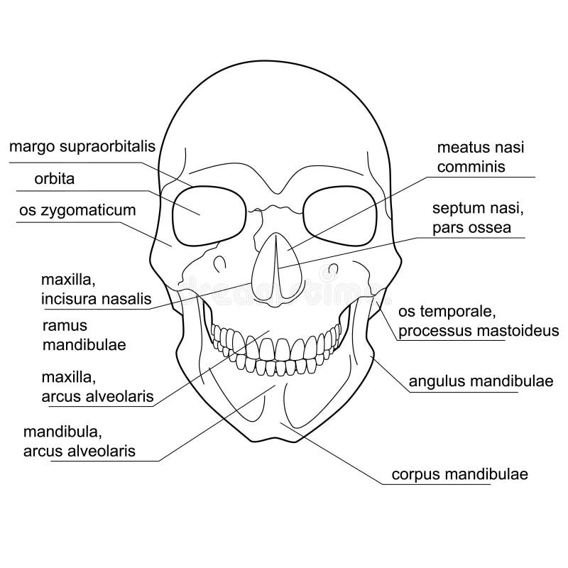 Estructura Del Cráneo Humano Ilustración del Vector - Ilustración de ...