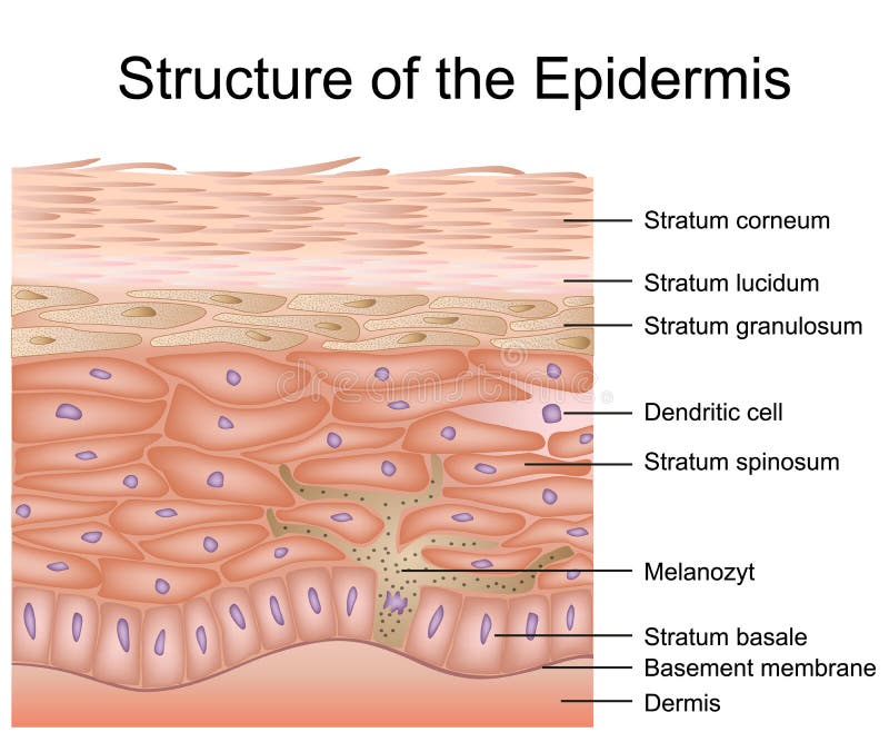 Anatomía De La Epidermis De La Piel Ilustración del Vector ...