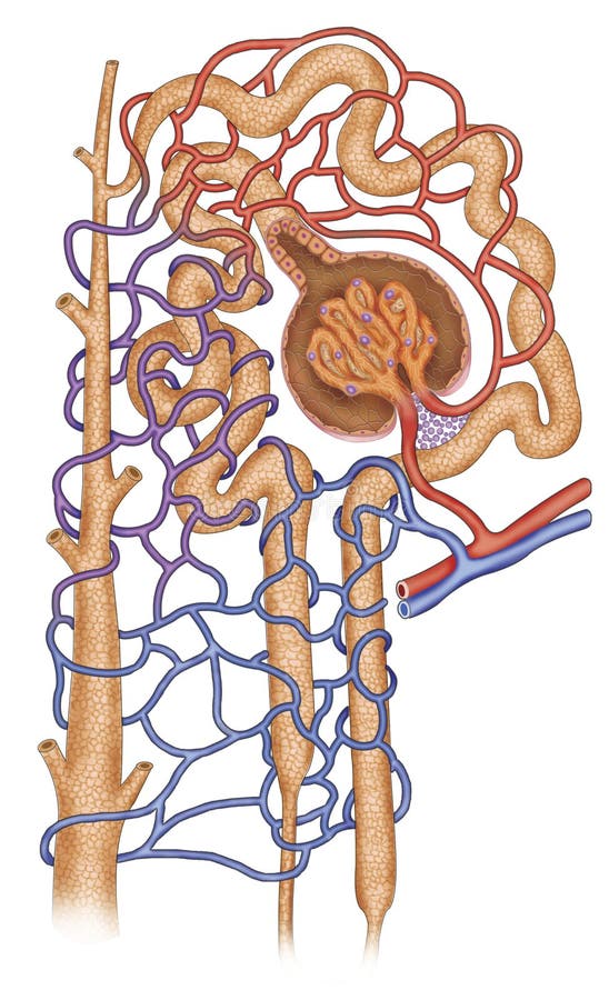 Estructura del nefron illustrazione di stock. Illustrazione di urico ...