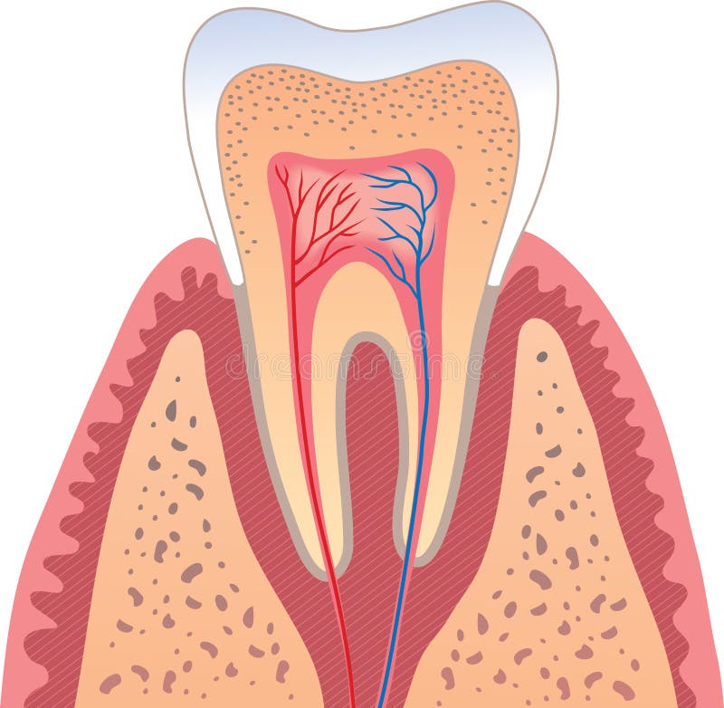 Diagrama Vectorial De Estructura De Dientes Humanos. La Anatomía Del ...