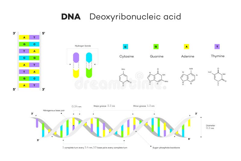 Estructura Molecular De La DNA Ejemplo Educativo Del Vector De ...