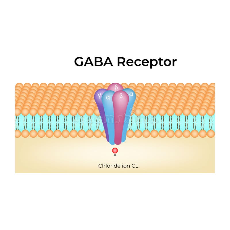 Estructura Y Función Del Receptor GABA Ilustración del Vector - Ilustración de neurona, cerebro ...