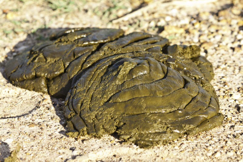 O Estrume Da Vaca Antes De Produzir O Estrume Foto de Stock - Imagem de ...