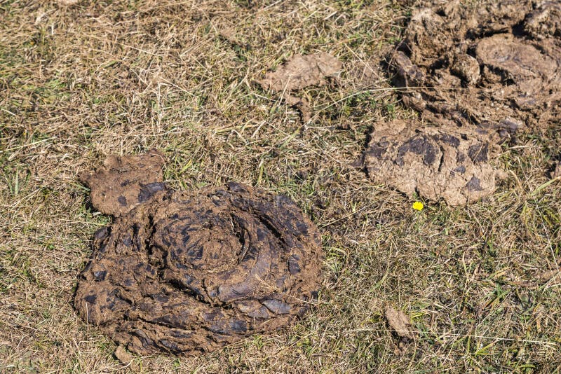 Estrume da vaca na grama 2 imagem de stock. Imagem de excremento - 59562597
