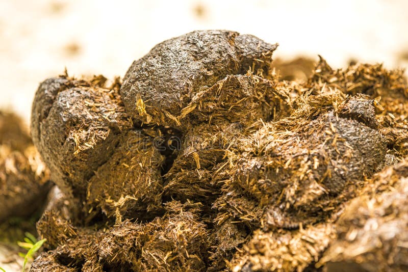 imagens de stock Estrume Stinky - Baixe 164 Royalty Free