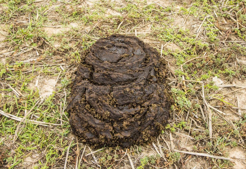 Estrume da vaca imagem de stock. Imagem de lixo, fezes - 9393587